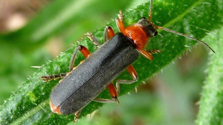 11 Jenis Serangga yang Bermanfaat untuk Lingkungan