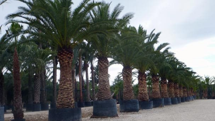 Manfaat Pohon Palem dan 10 Jenisnya